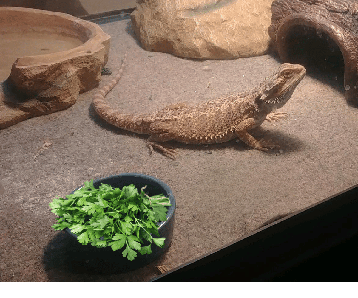 Can Bearded Dragons Eat Cilantro?