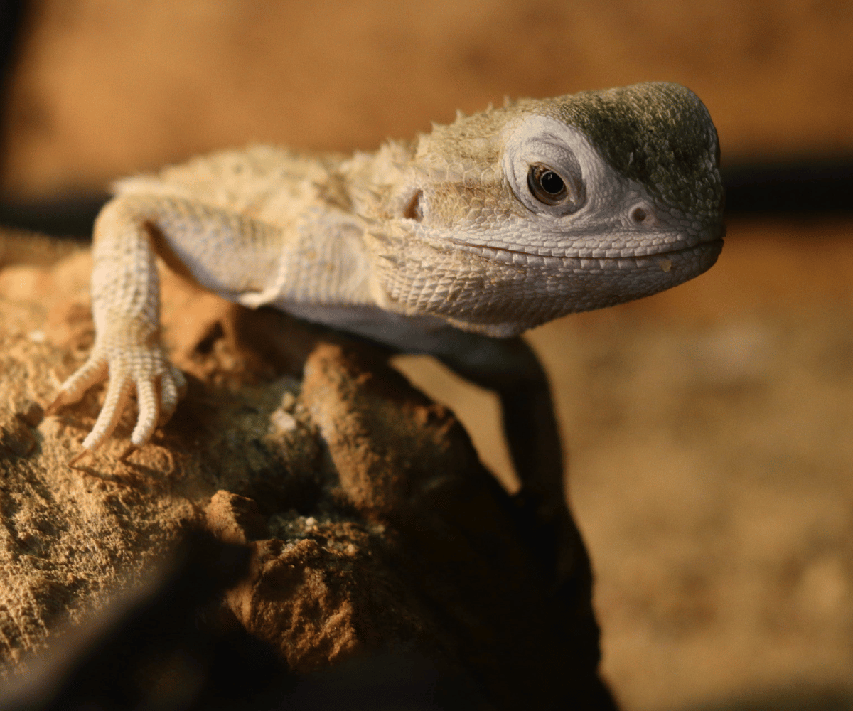 The Many Breeds of Bearded Dragons