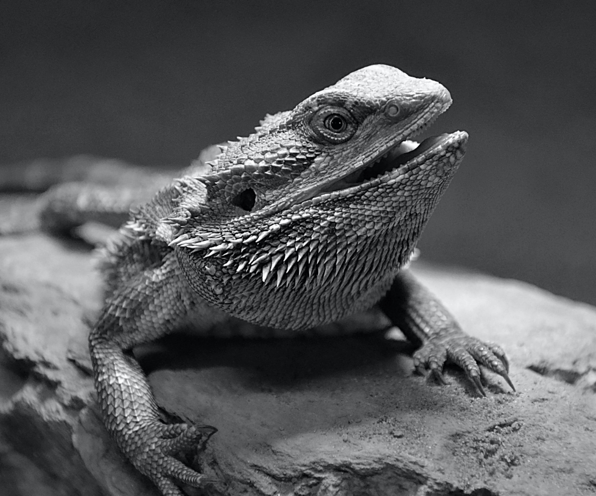 Do Bearded Dragons Bite?