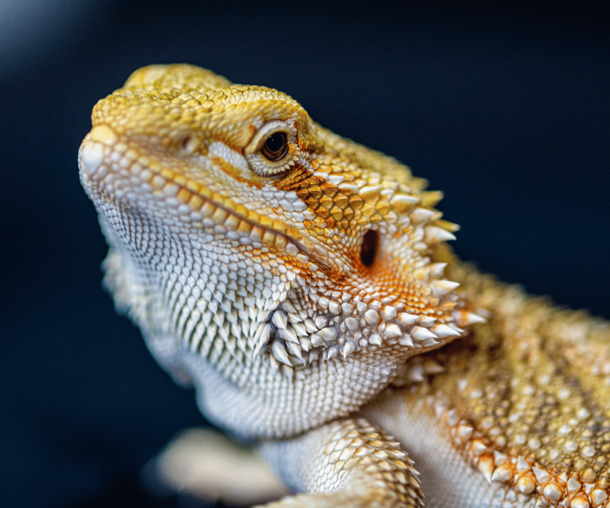 The Many Breeds of Bearded Dragons